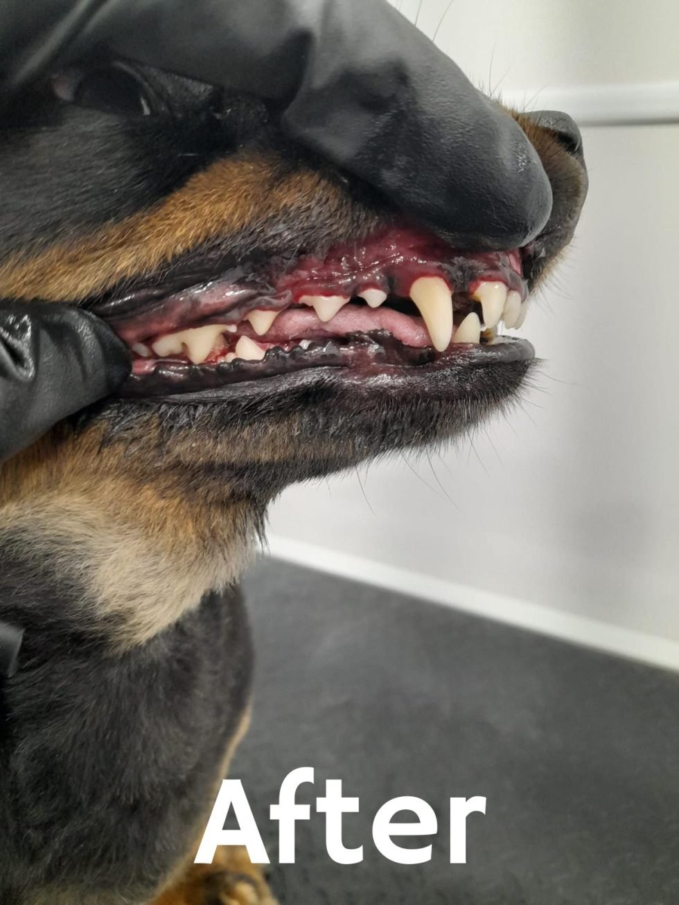 LILO’S Mobile Pet Spa | Grooming in Miami-Dade City of Doral.